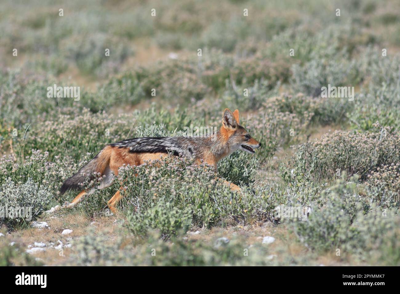 black-backed jackal in its habitat in Namibia Stock Photo - Alamy