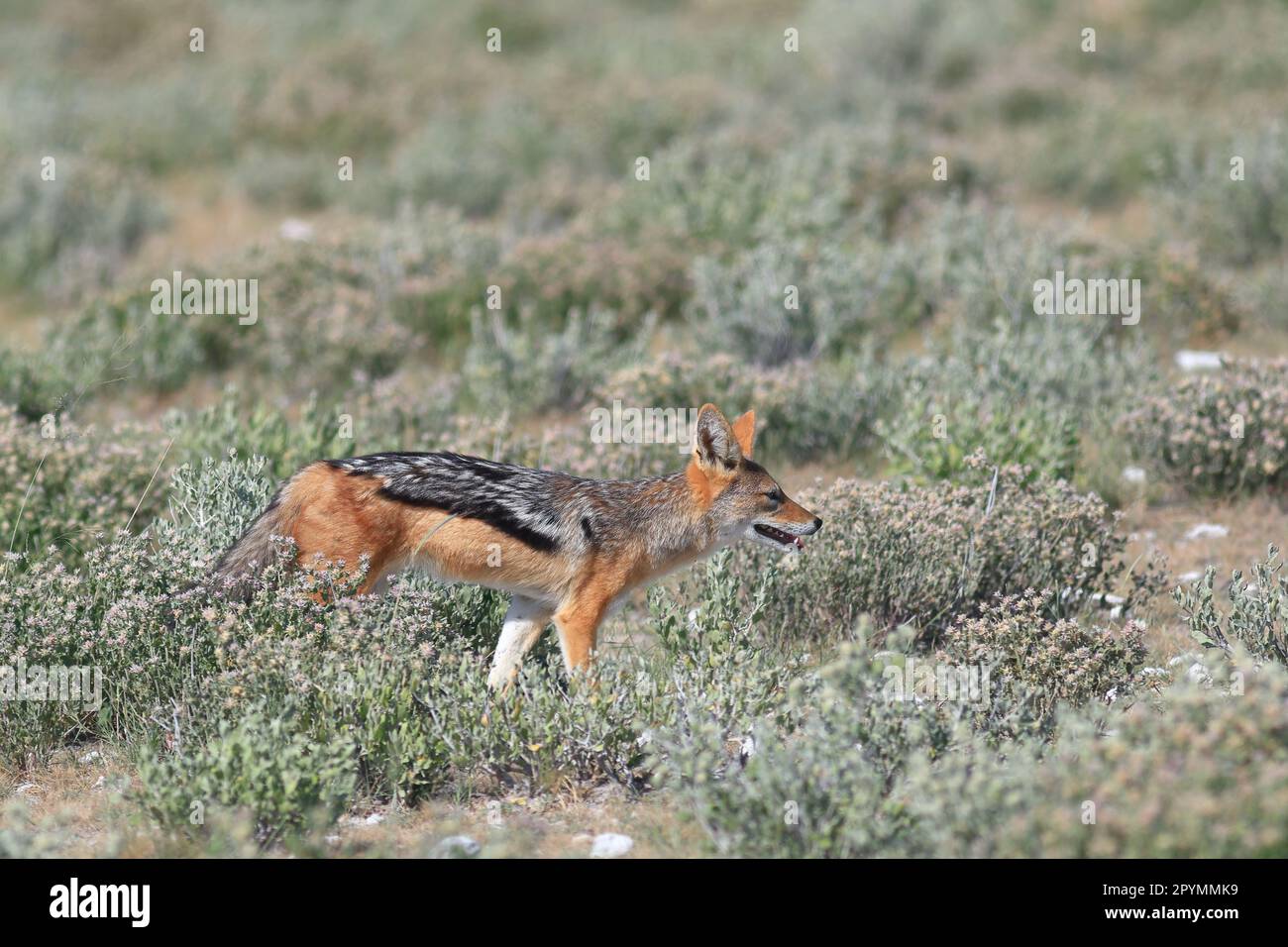Jackal habitat hi-res stock photography and images - Alamy