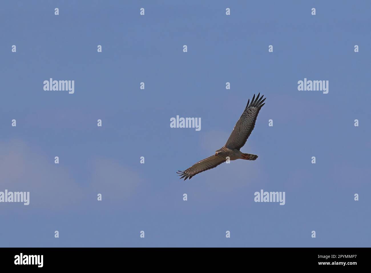 ovambo sparrowhawk in flight in Namibia Stock Photo - Alamy