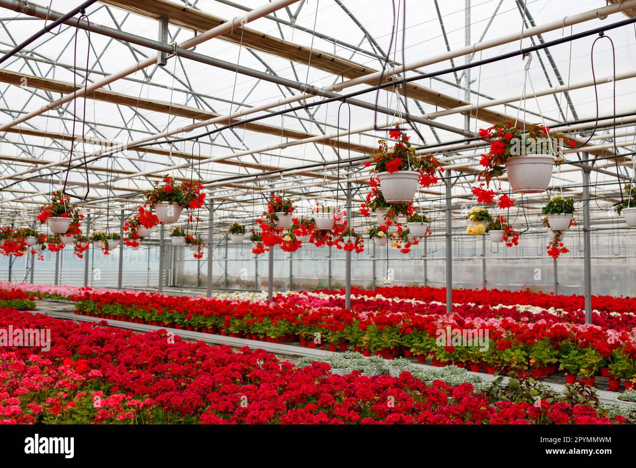 Inside a flower greenhouse, floral business, floriculture industry ...