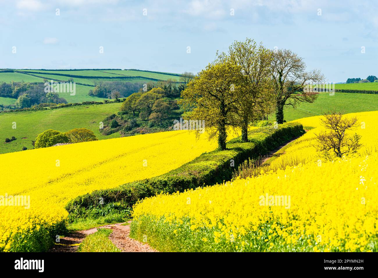 Rapeseed fields and farms, Devon, England Stock Photo - Alamy
