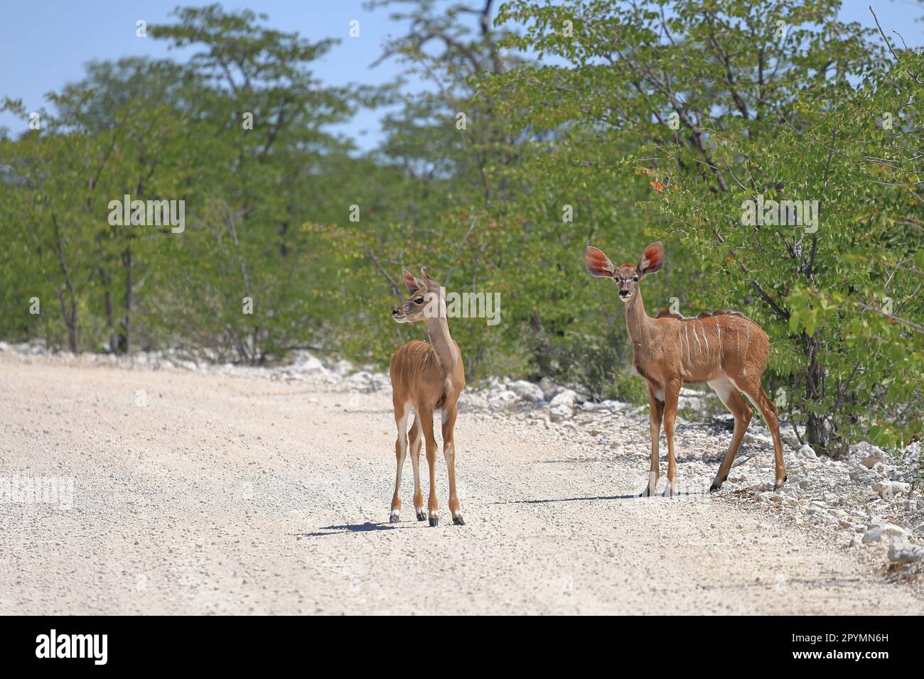 Bush cow horn hi-res stock photography and images - Alamy