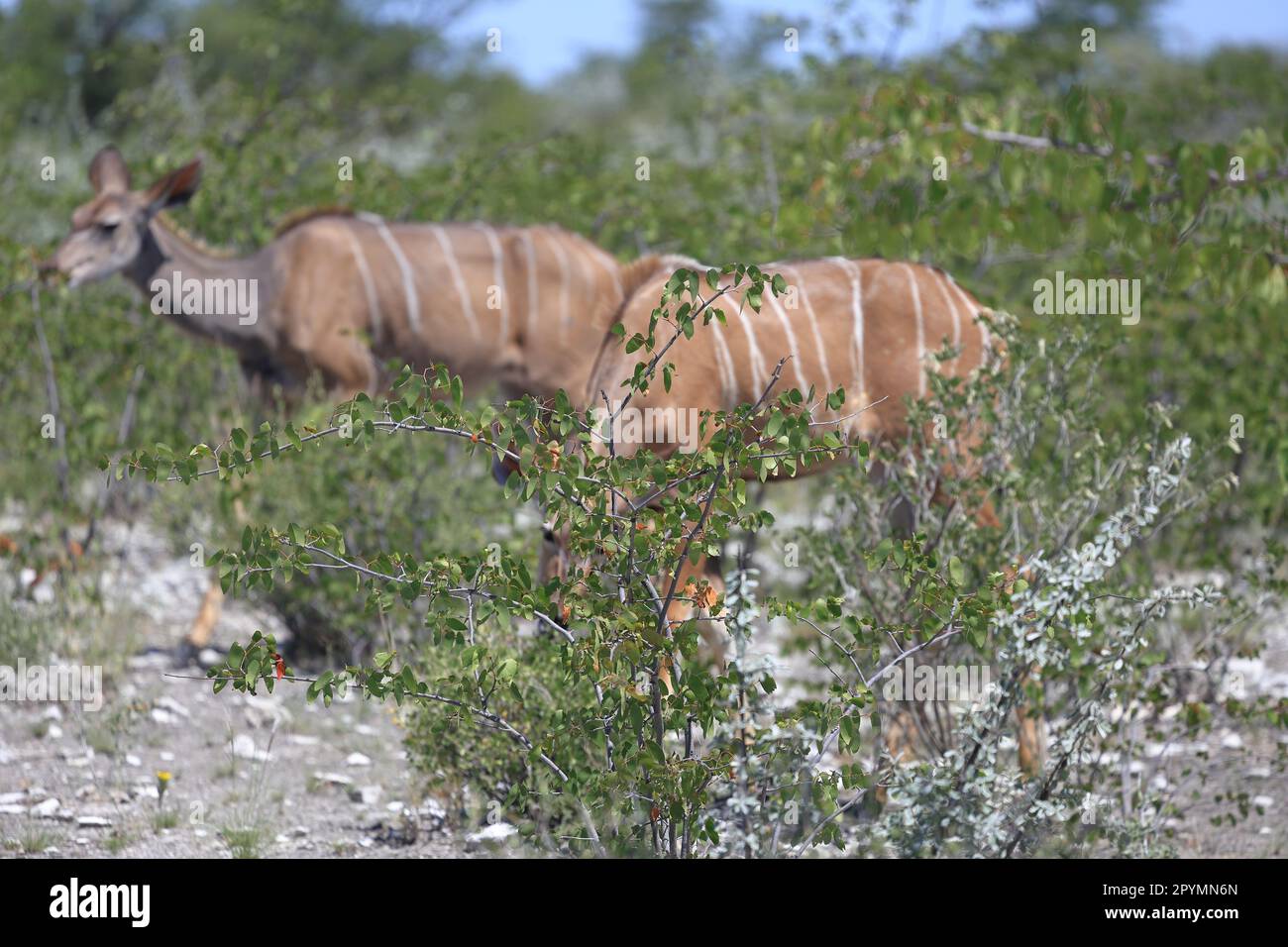 Kudu cow in etosha national park hi-res stock photography and images ...
