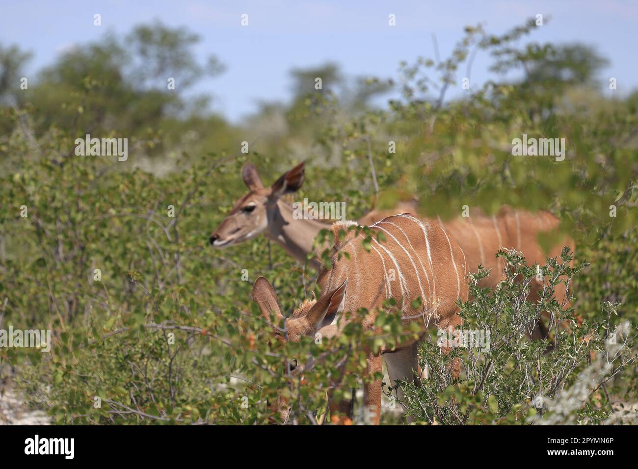 Bush cow horn hi-res stock photography and images - Alamy