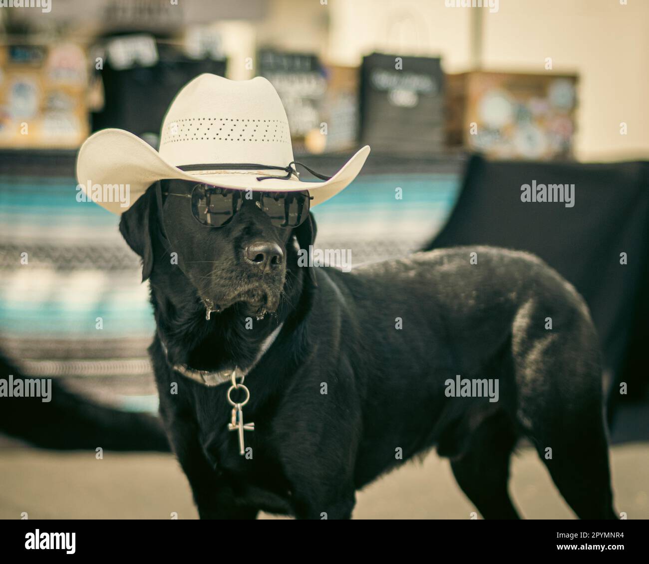 A black Labrador Retriever is wearing a white hat, glasses, and a cross ...