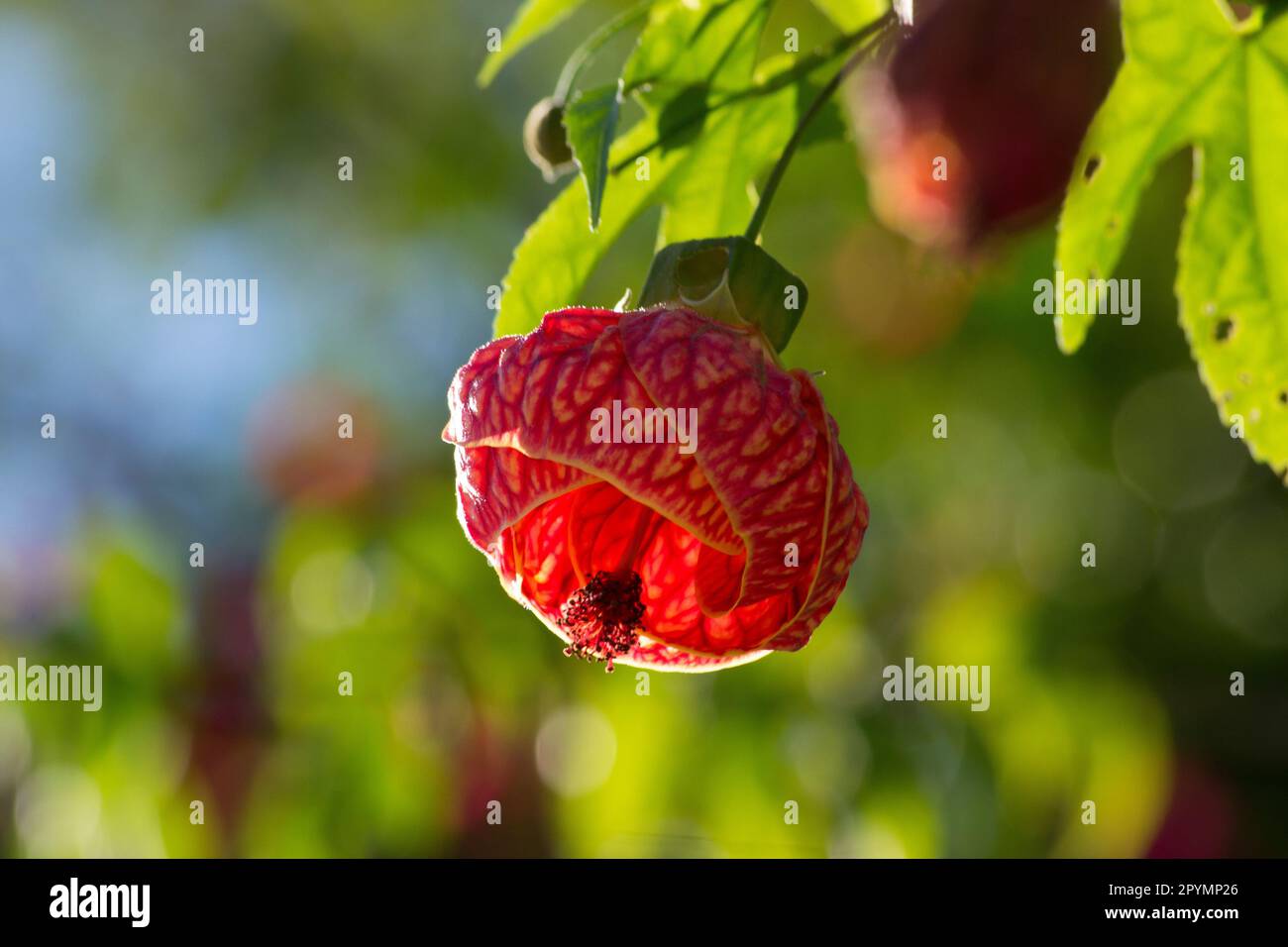 Chinese lantern flower of orange Abutilon hybridum grown in the ...