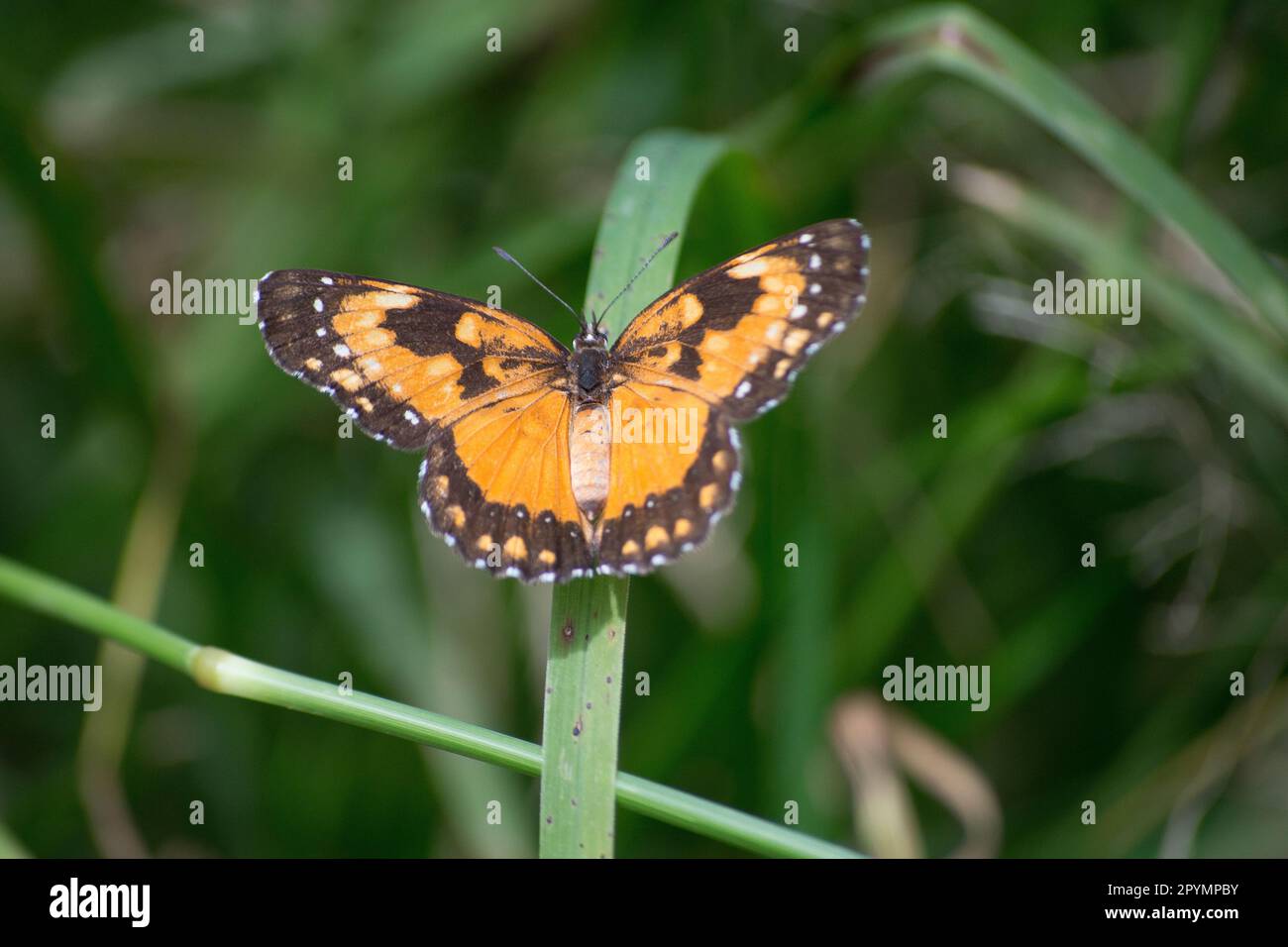 The beauty of the Atlantic Forest butterflies (Chlosyne lacinia) in the ...