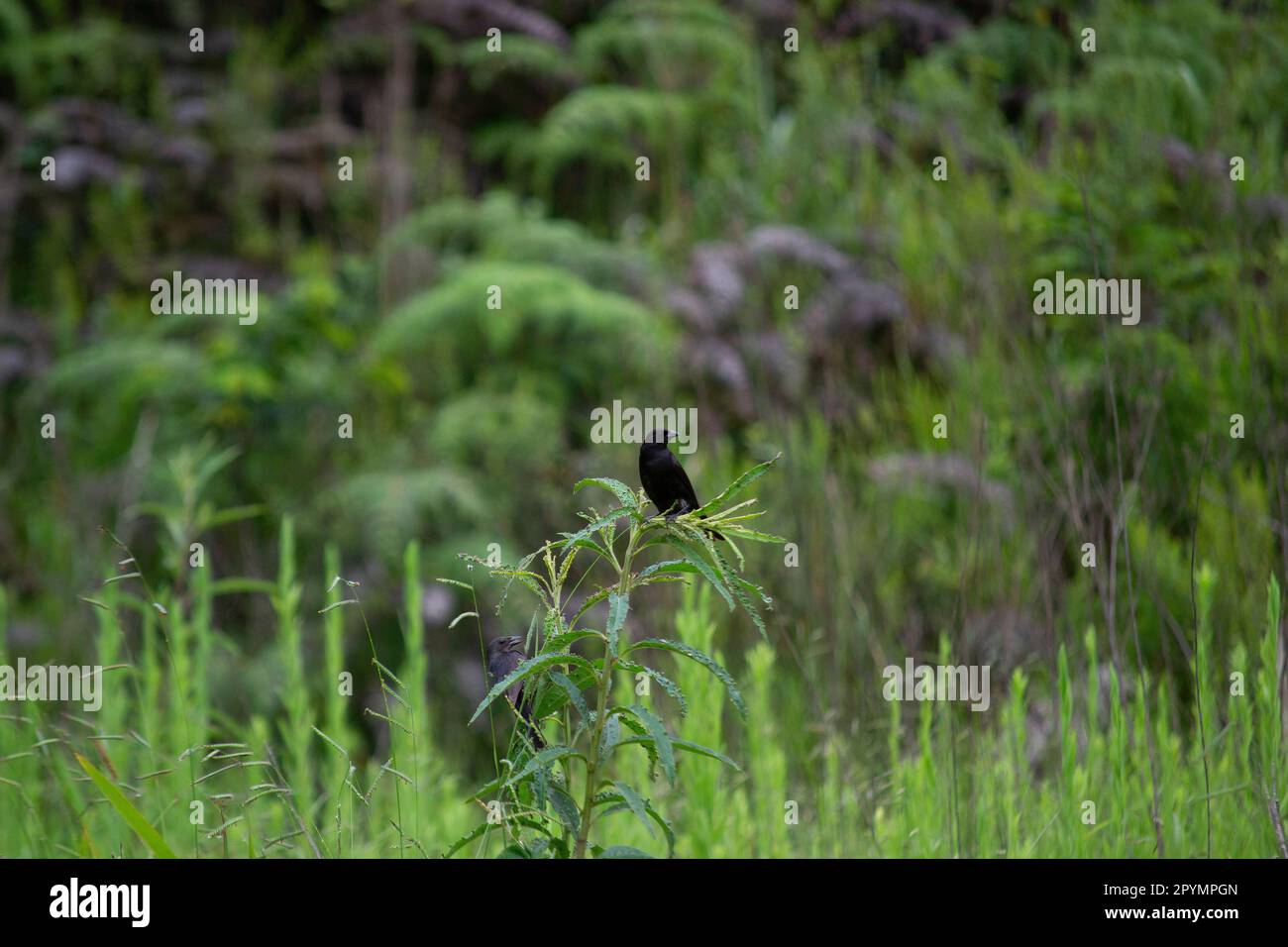 A bird known as Assum-preto (Gnorimopsar chopi) under the branches of ...