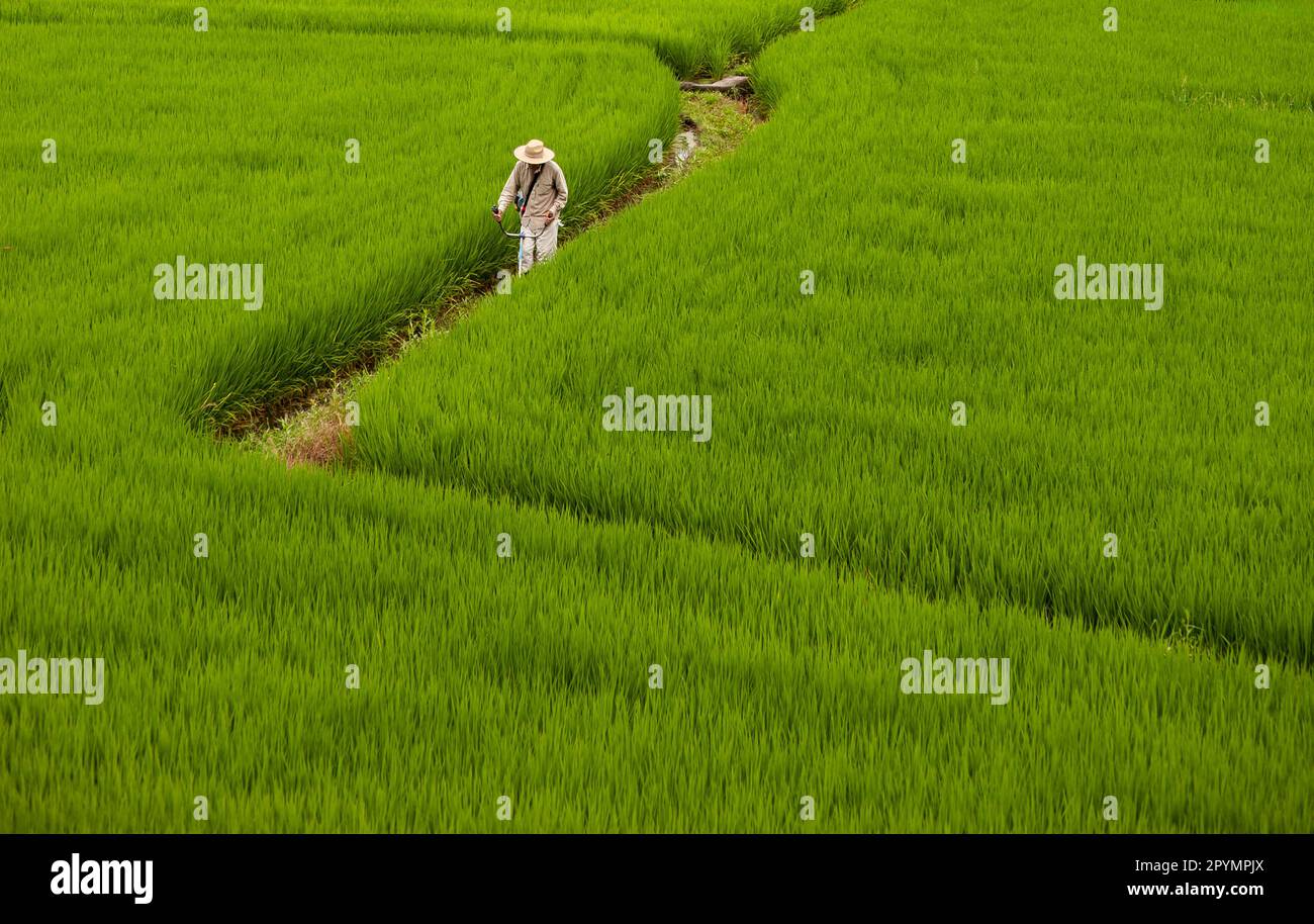 Farm worker clears a path through a rice field in Japan Stock Photo - Alamy