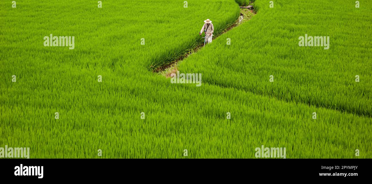 Farm worker clears a path through a rice field in Japan Stock Photo - Alamy