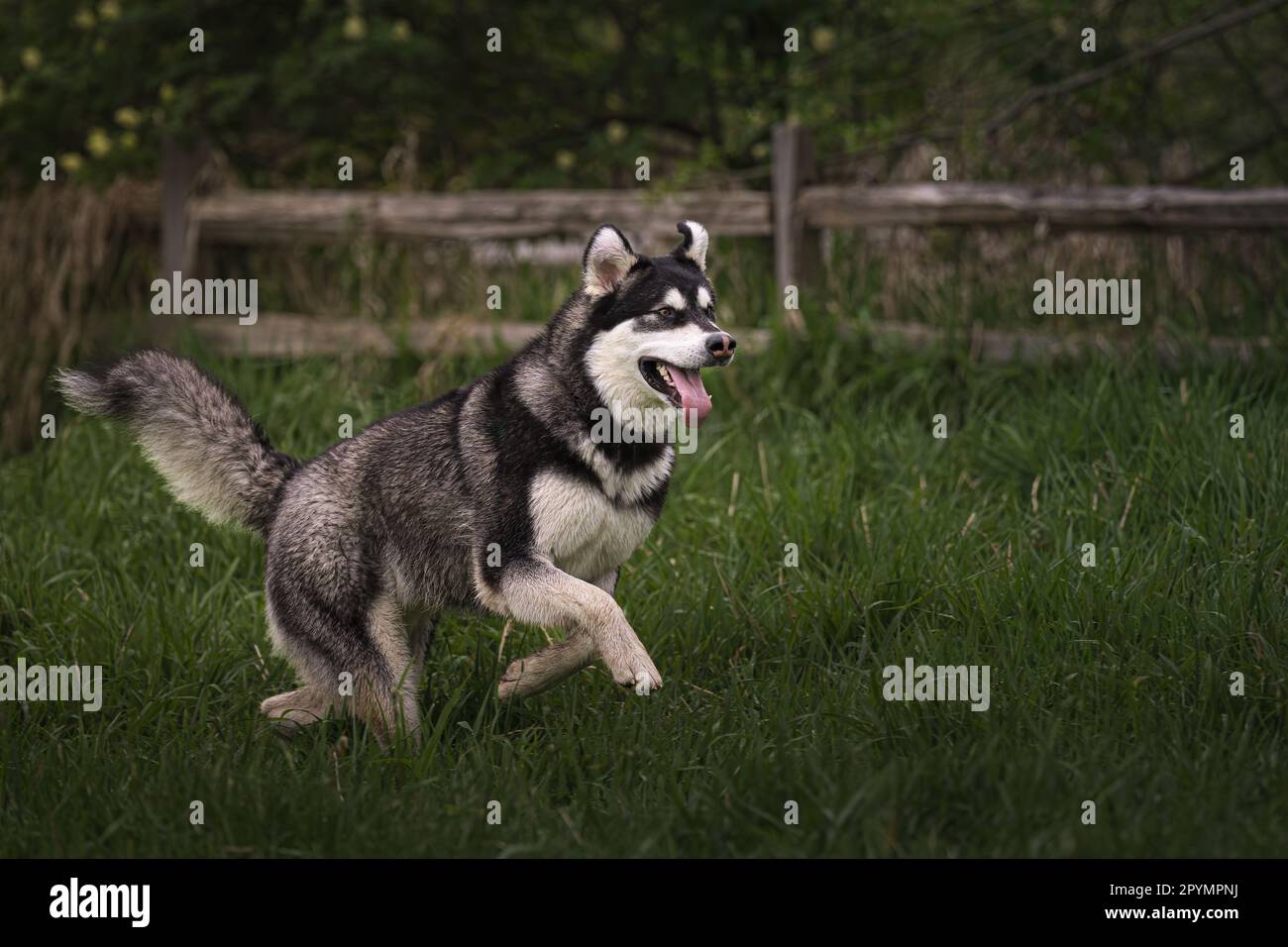 An athletic Siberian Husky running in a lush green field, viewed from ...