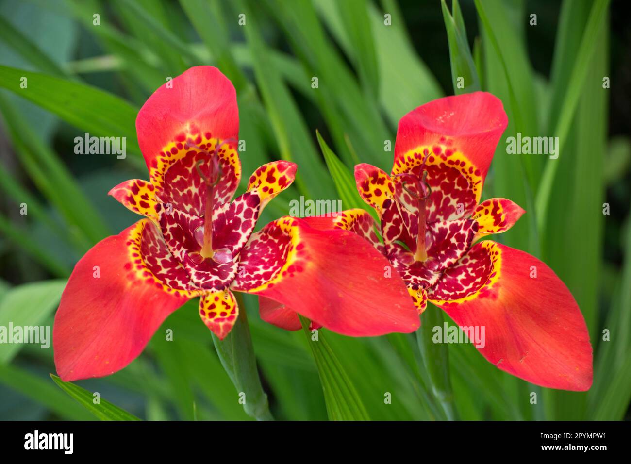 Peruvian lilies (Alstroemeria) are striking beauties that also for ...