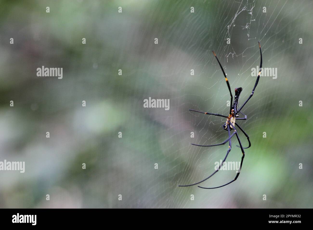 A macro shot of a Nephila pilipes on a spider web Stock Photo - Alamy