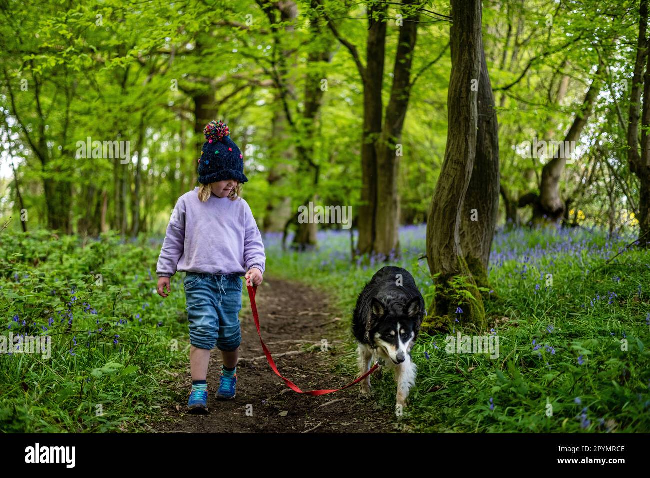 Young child walking with border collie in bluebell wood Stock Photo - Alamy