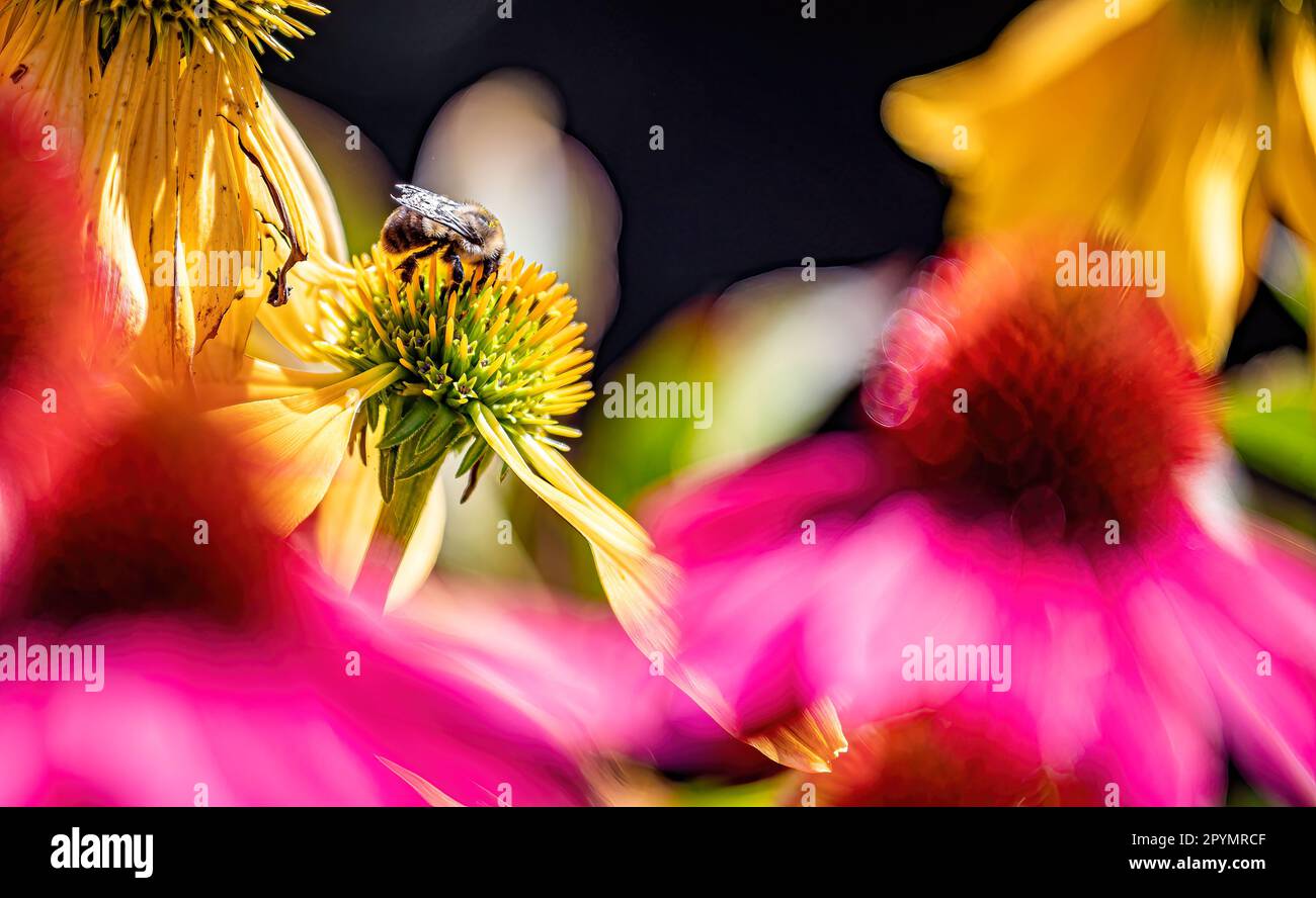 Bumblebee (Bombus) gathering pollen from a yellow echinacea flower in a ...