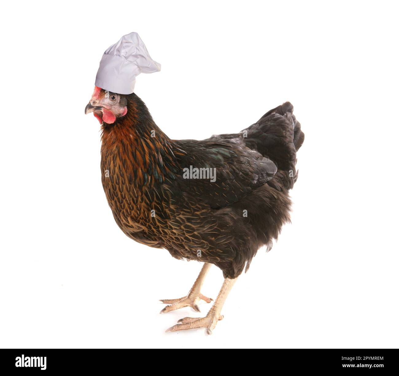 Chicken in a chefs hat studio cutout on a white background Stock Photo ...