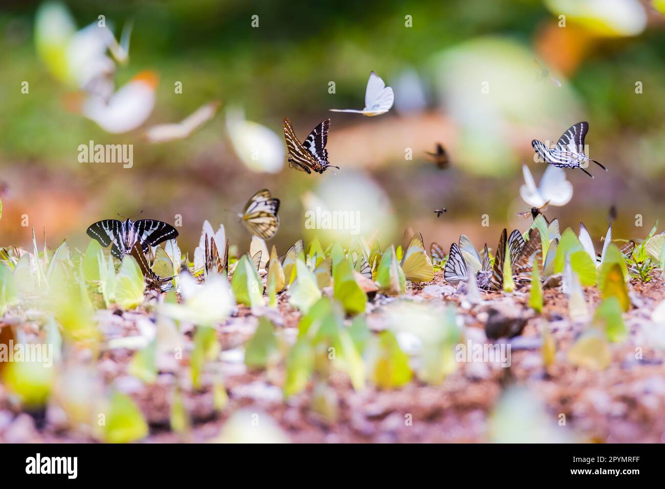 Texture of a lot of colored moth butterflies Stock Photo - Alamy