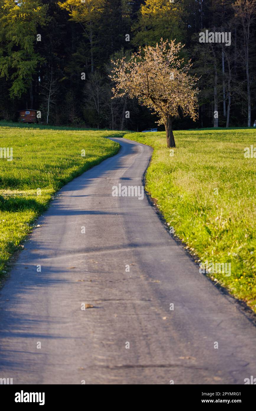 Apple tree by the road hi-res stock photography and images - Alamy