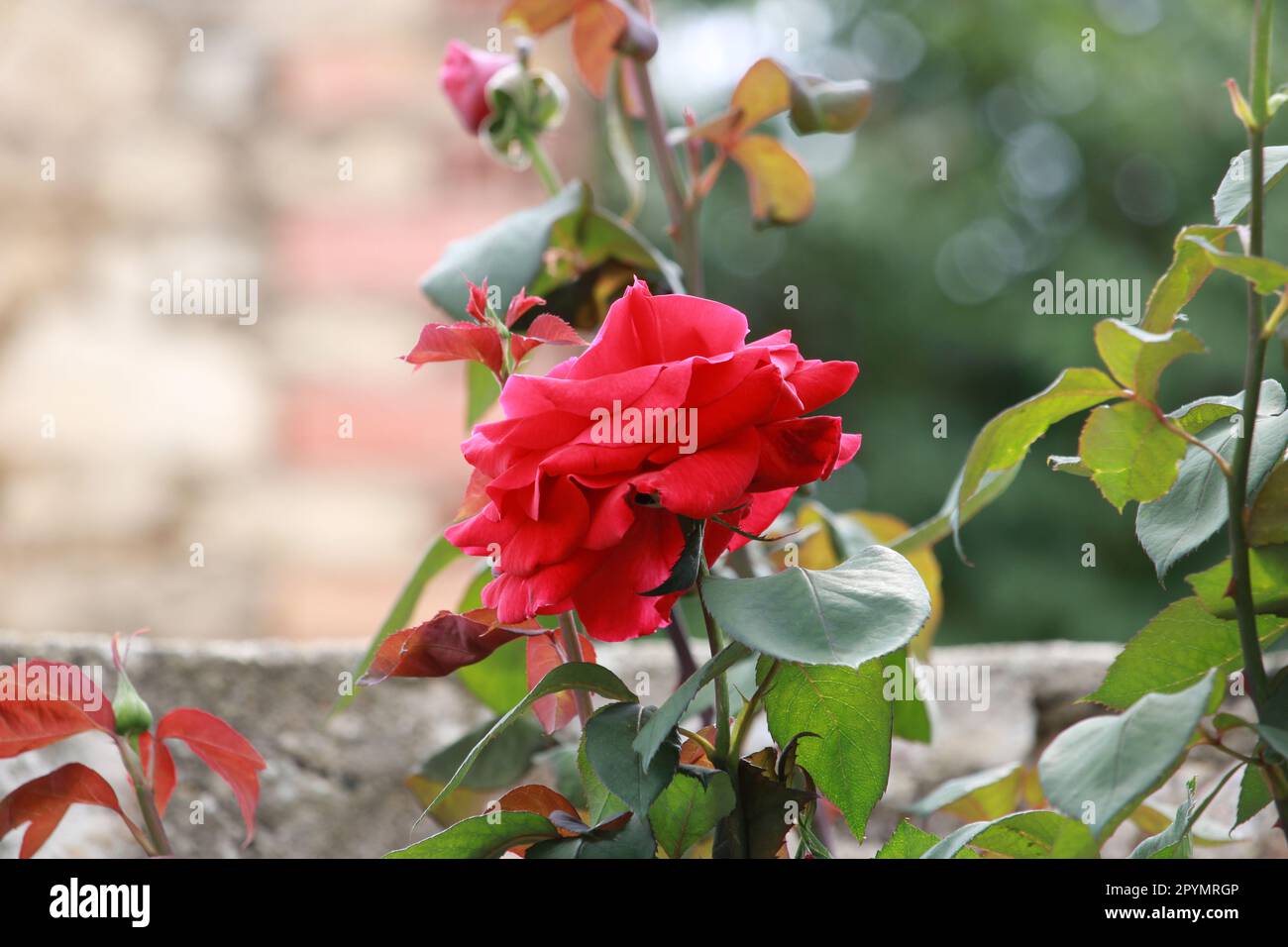 Planta de rosa hi-res stock photography and images - Alamy