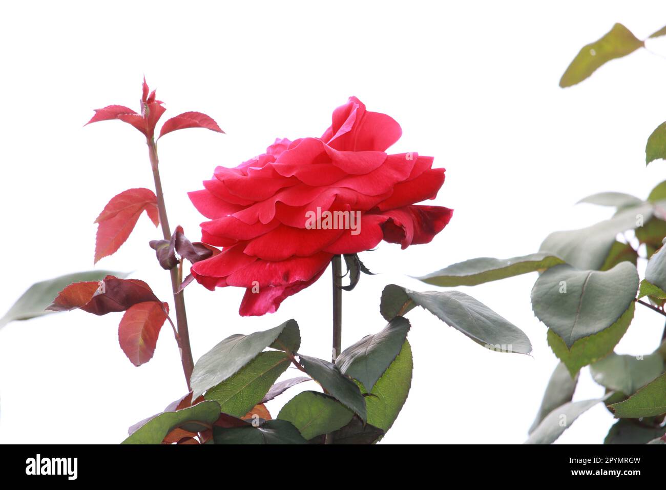 Hoja de rosa hi-res stock photography and images - Alamy