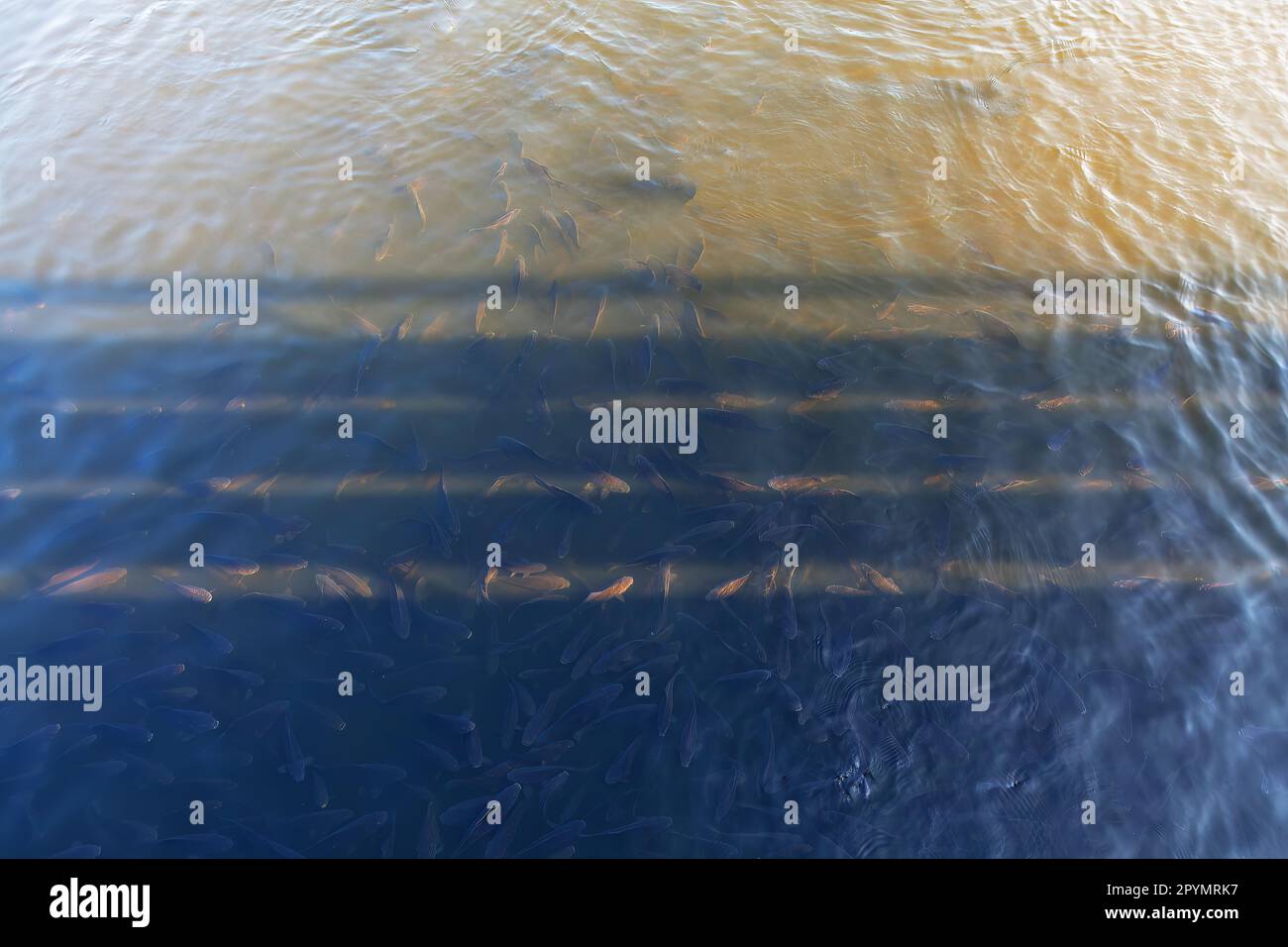 Fish on water surface . Fish swimming at river surface Stock Photo - Alamy