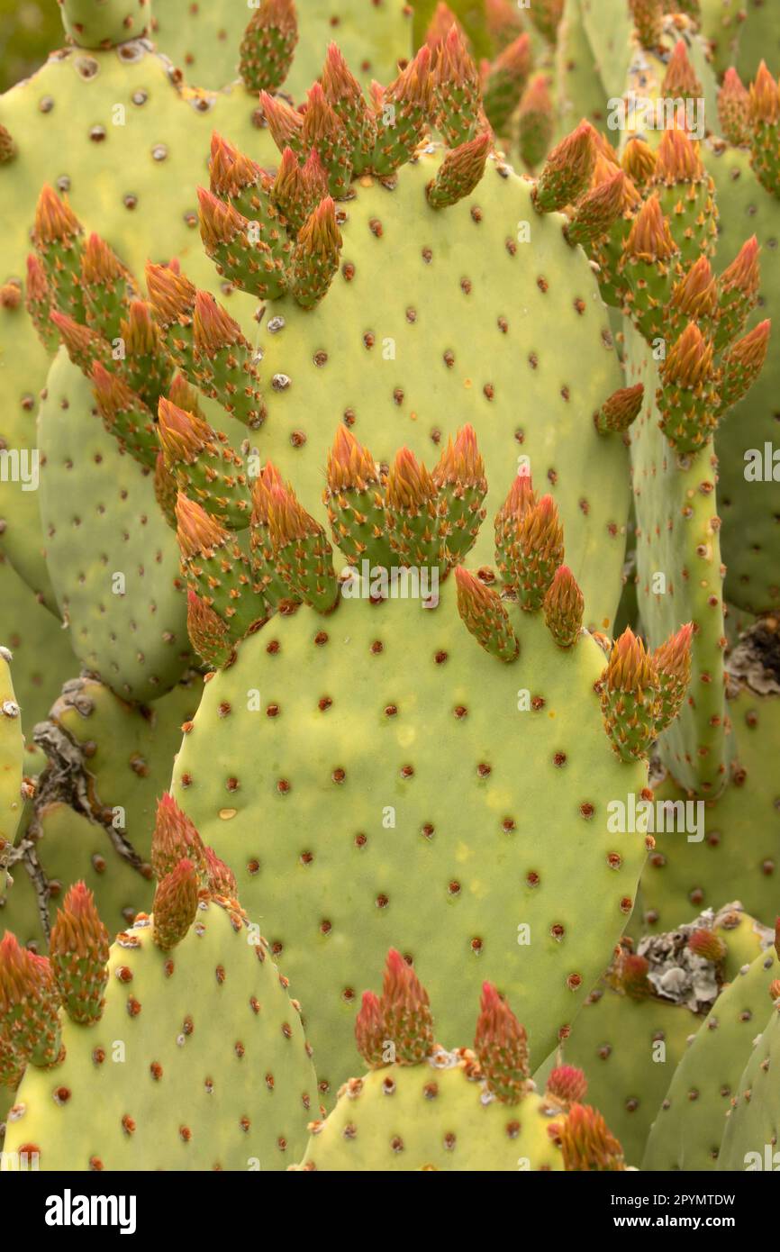 Blind Prickly Pear (Opuntia rufida) on Dugout Wells Trail, Big Bend ...