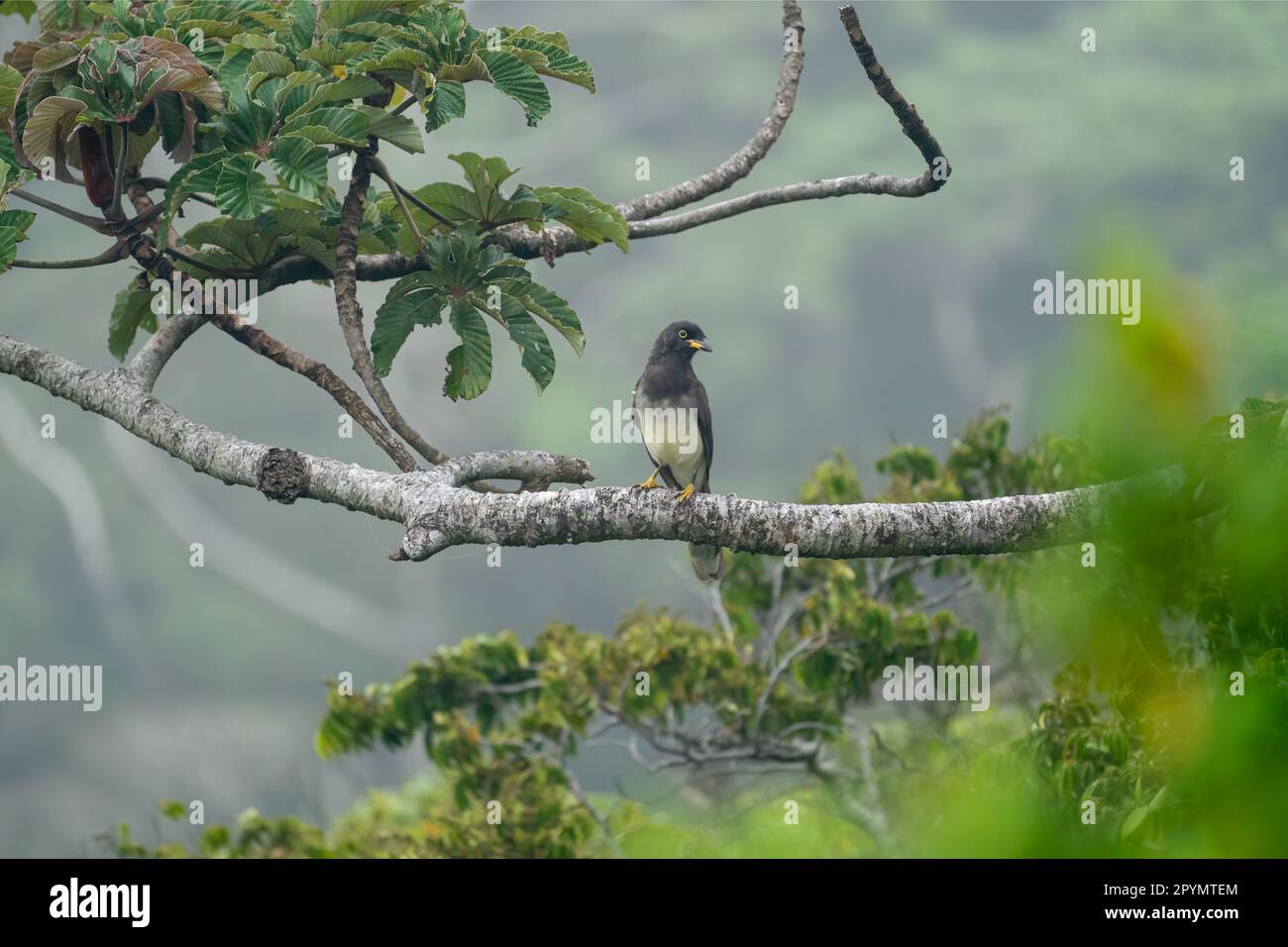 brown jay (Psilorhinus morio), perched in the tree, in Costa Rica Stock ...