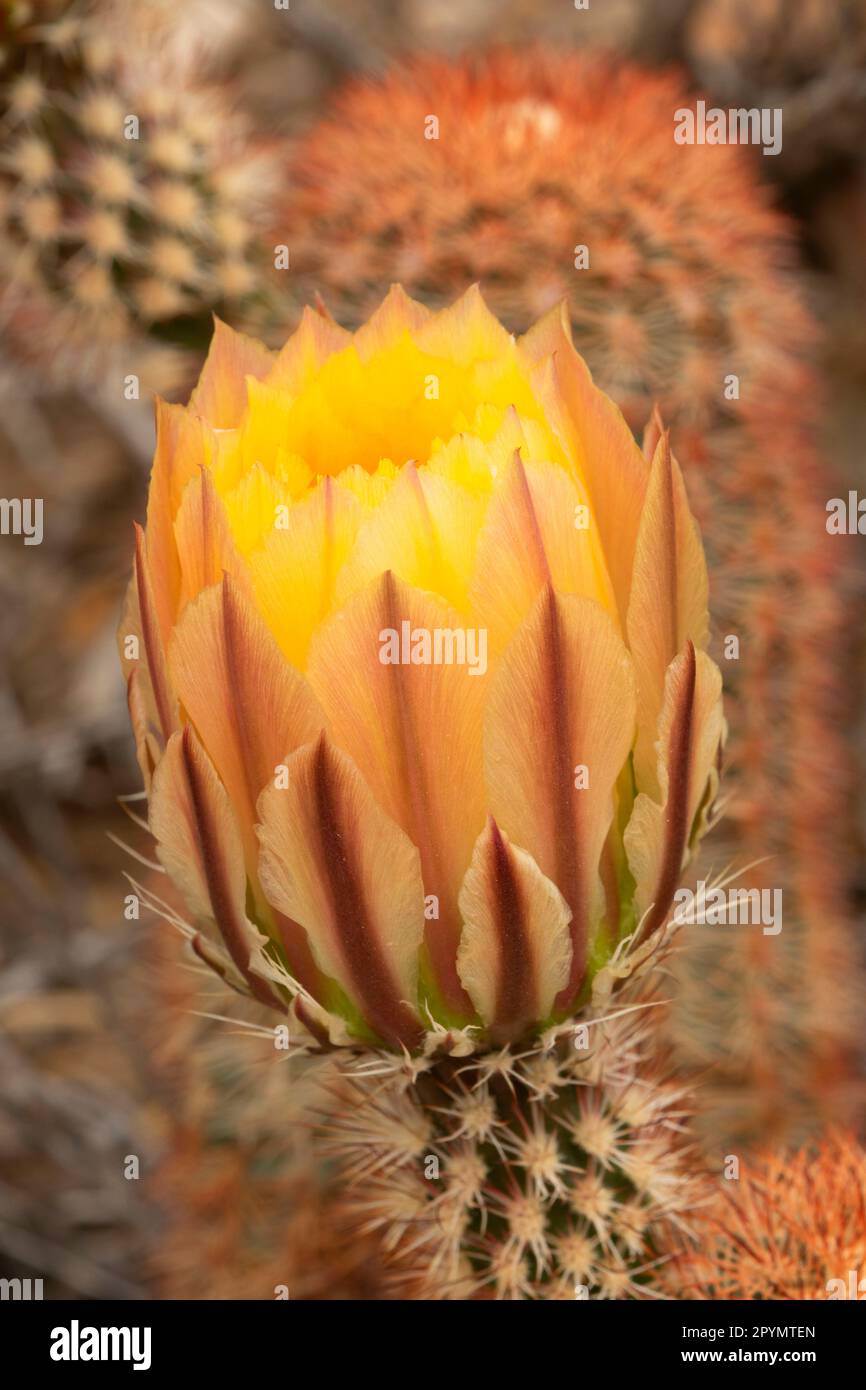 Rainbow cactus in bloom on Dugout Wells Trail, Big Bend National Park ...