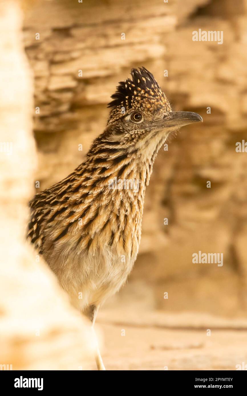 Roadrunner at big bend national park hi-res stock photography and ...