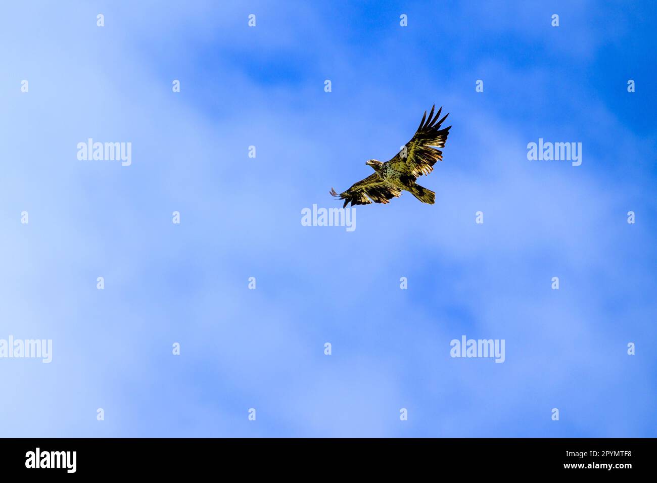 A majestic Southern Bald Eagle soars through the sky with its wings outstretched Stock Photo - Alamy