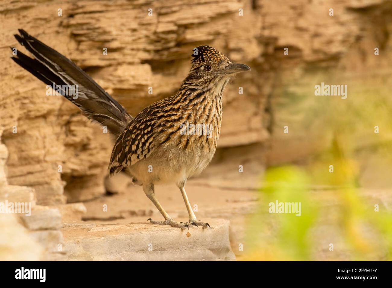 Greater roadrunner (Geococcyx californianus), Big Bend National Park ...
