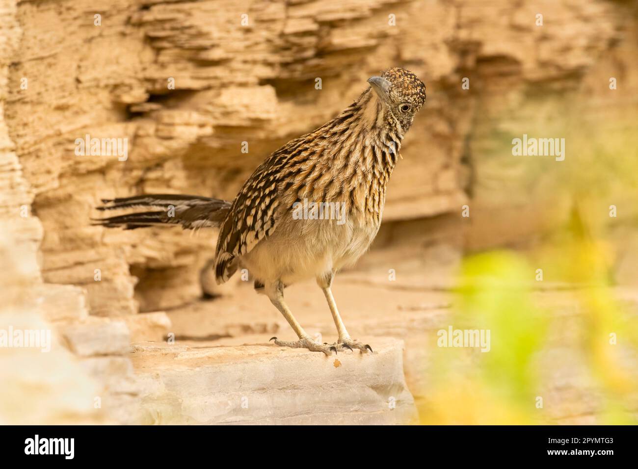 Roadrunner at big bend national park hi-res stock photography and ...