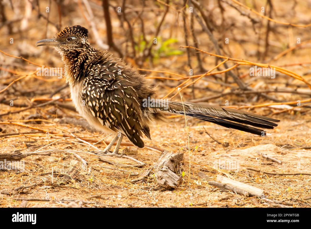 Greater roadrunner (Geococcyx californianus), Big Bend National Park ...