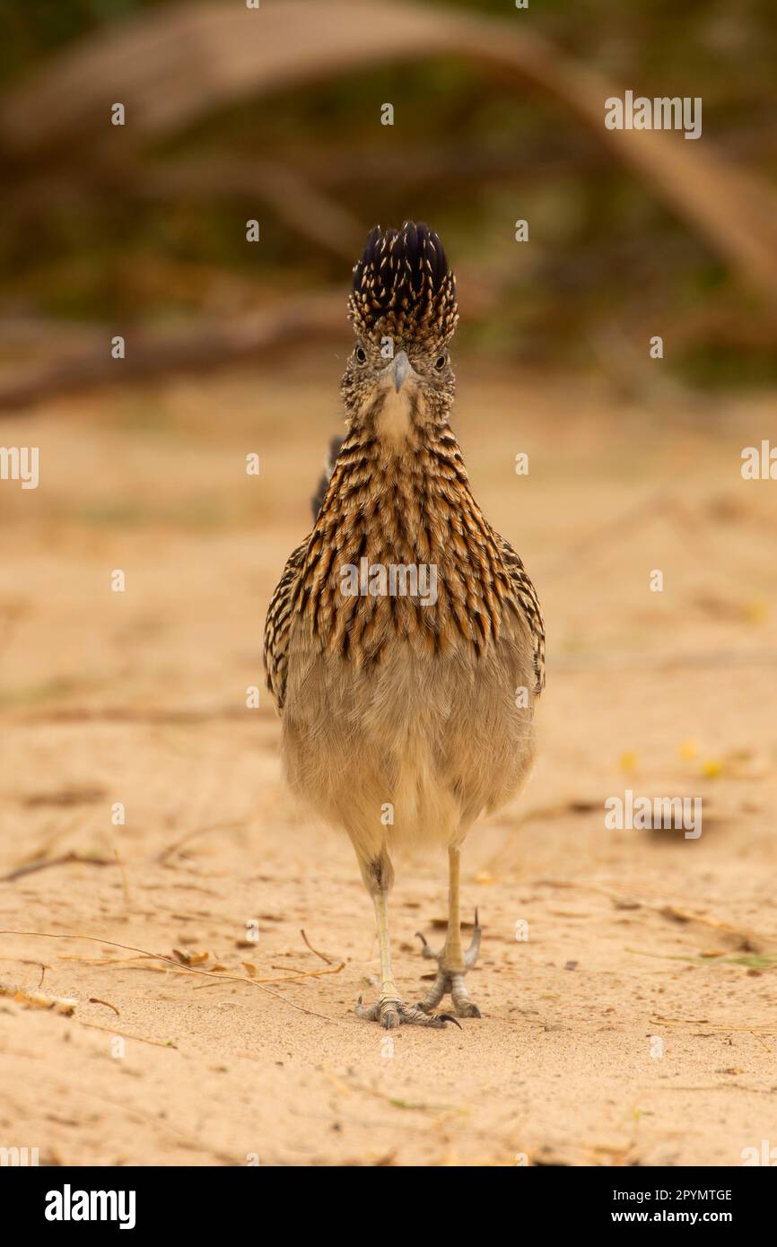 Roadrunner at big bend national park hi-res stock photography and ...