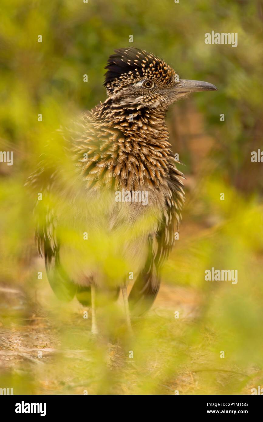 Greater roadrunner (Geococcyx californianus), Big Bend National Park ...