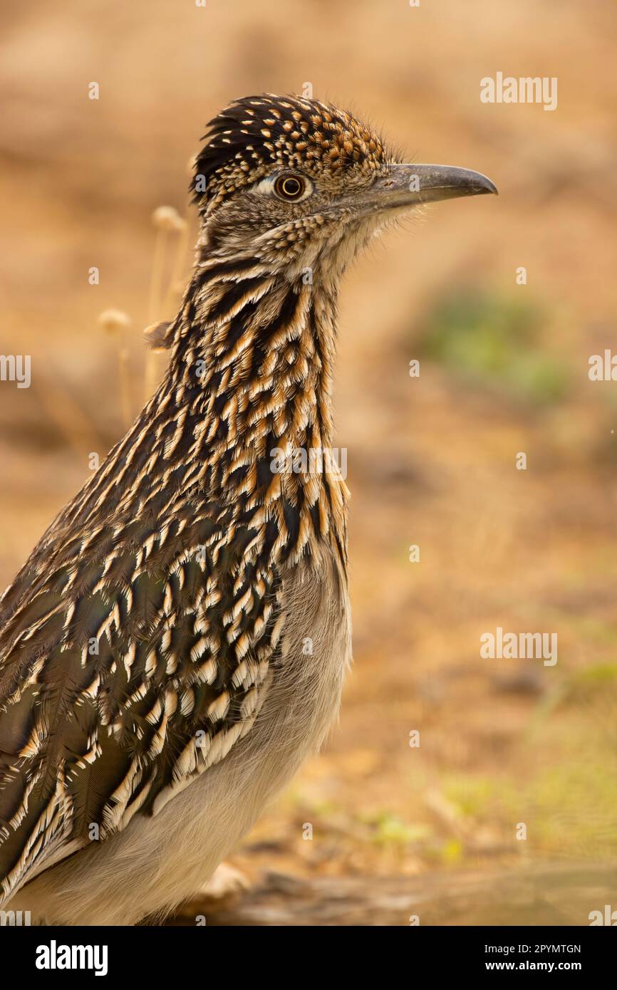 Roadrunner at big bend national park hi-res stock photography and ...
