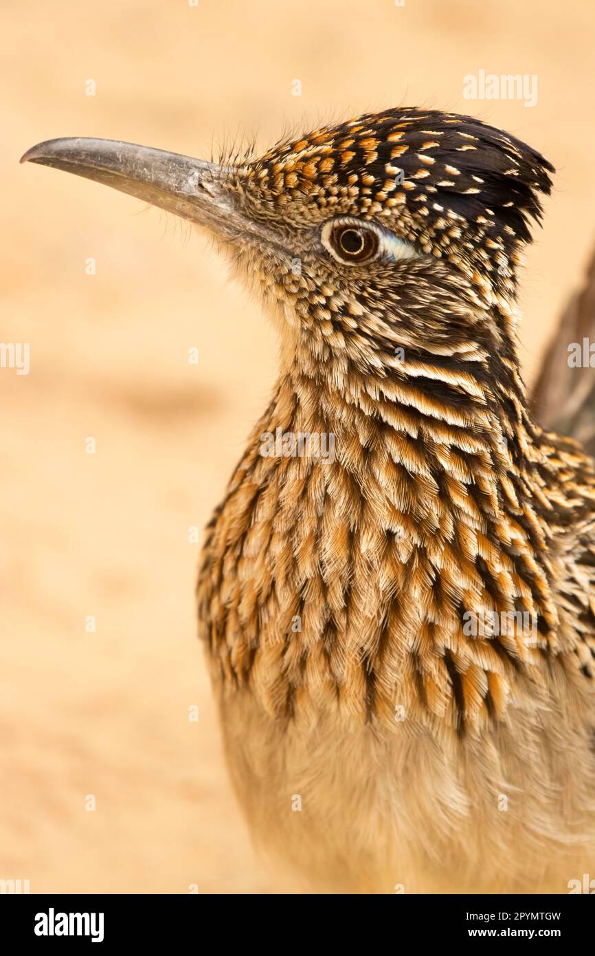 Roadrunner at big bend national park hi-res stock photography and ...