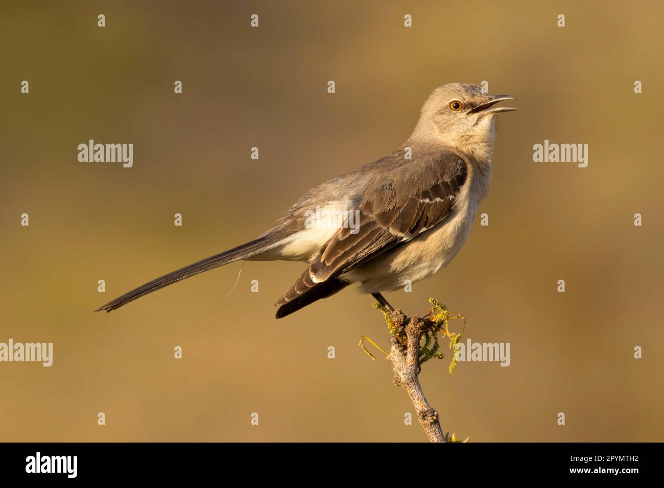 Northern Mockingbird (Mimus polyglottos), Big Bend National Park, Texas ...