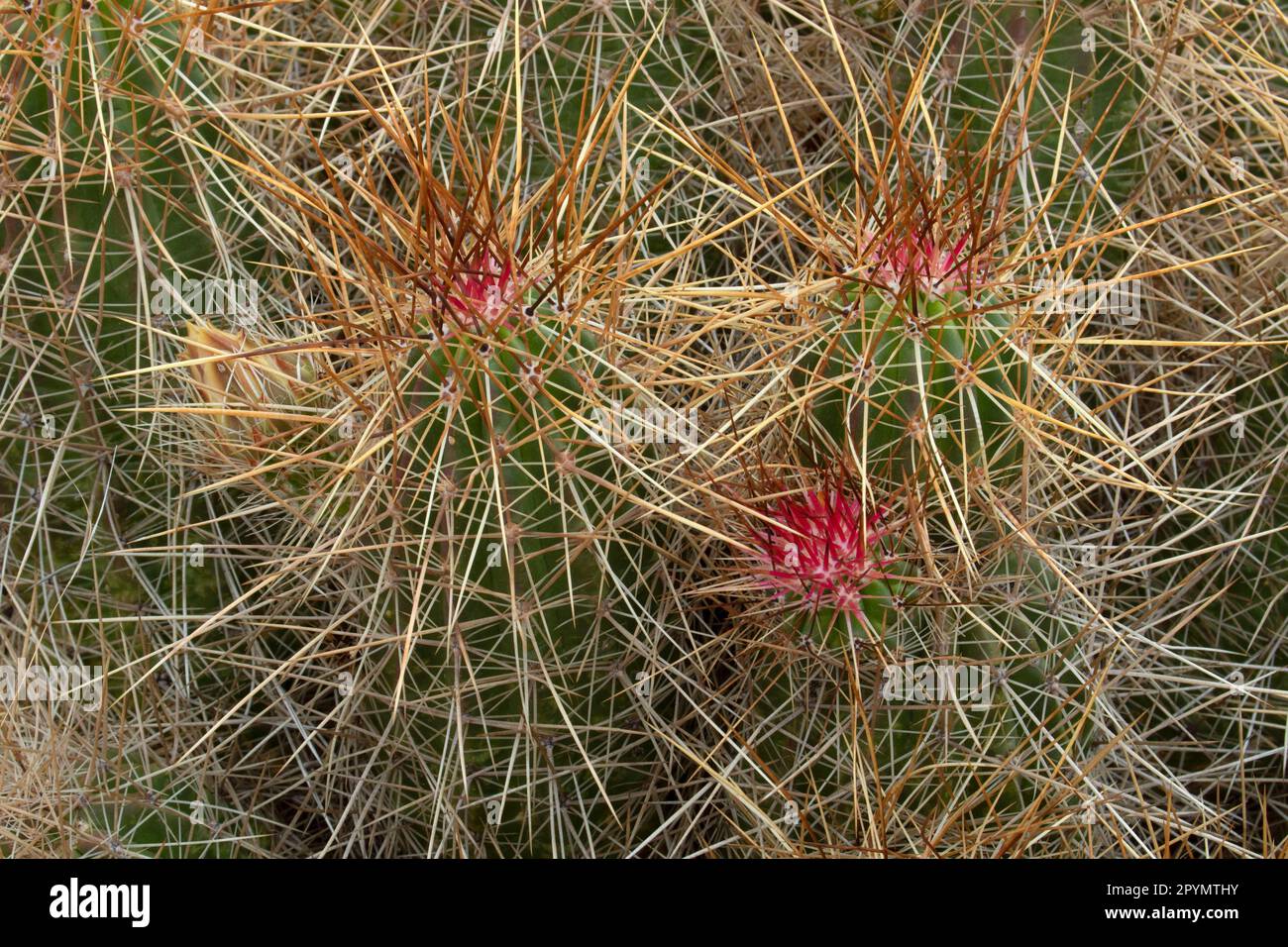 Cactus, Big Bend National Park, Texas Stock Photo - Alamy