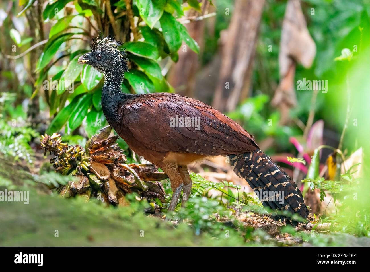 great curassow (Crax rubra rubra) female, eating from the fallen ...