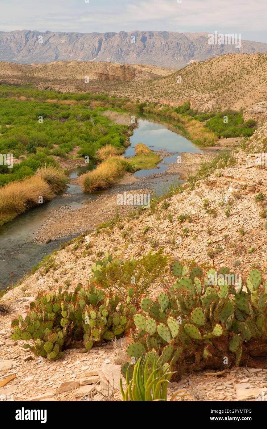 Prickly pear above Rio Grande River along Hot Springs Canyon Trail, Big ...
