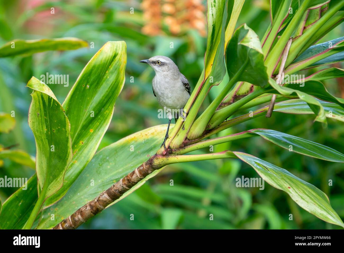 tropical mockingbird (Mimus gilvus) perched in a nice garden plant of ...