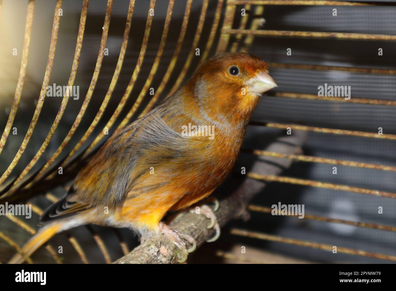 Timbrado hi-res stock photography and images - Alamy