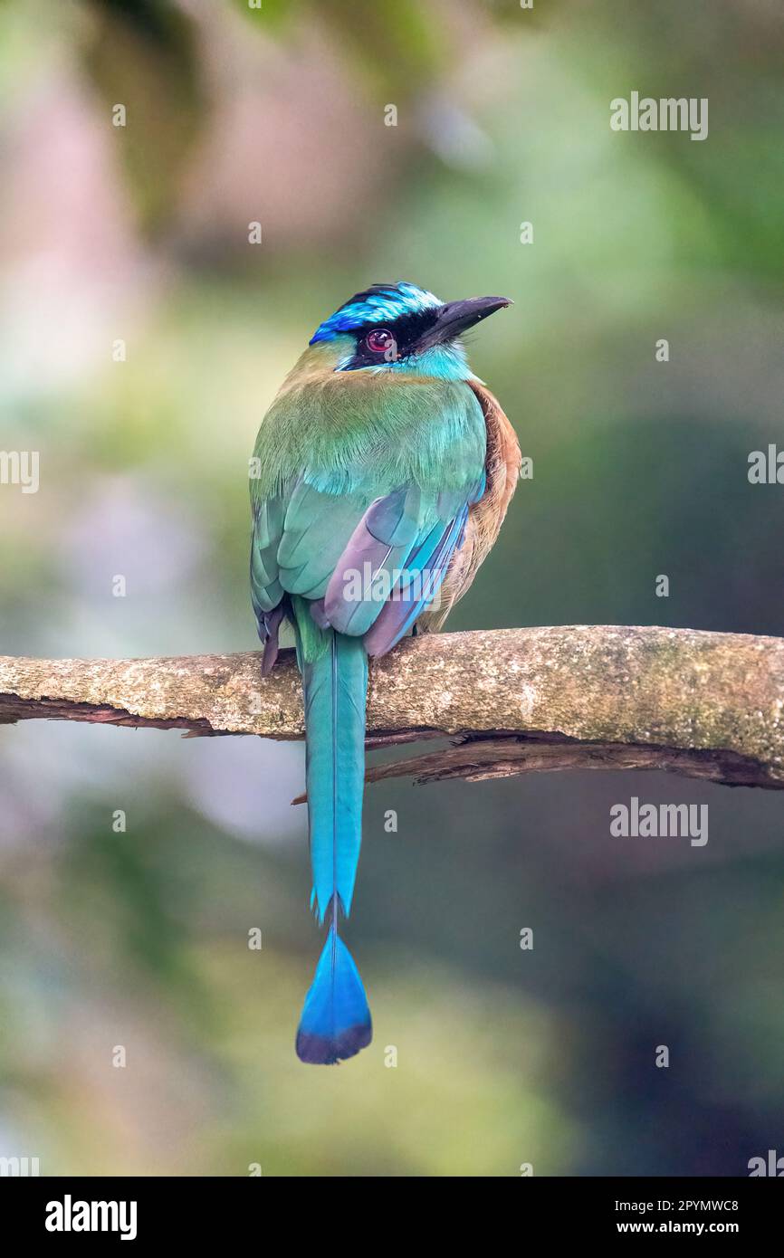 Lessons motmot momotus lessonii hi-res stock photography and images - Alamy
