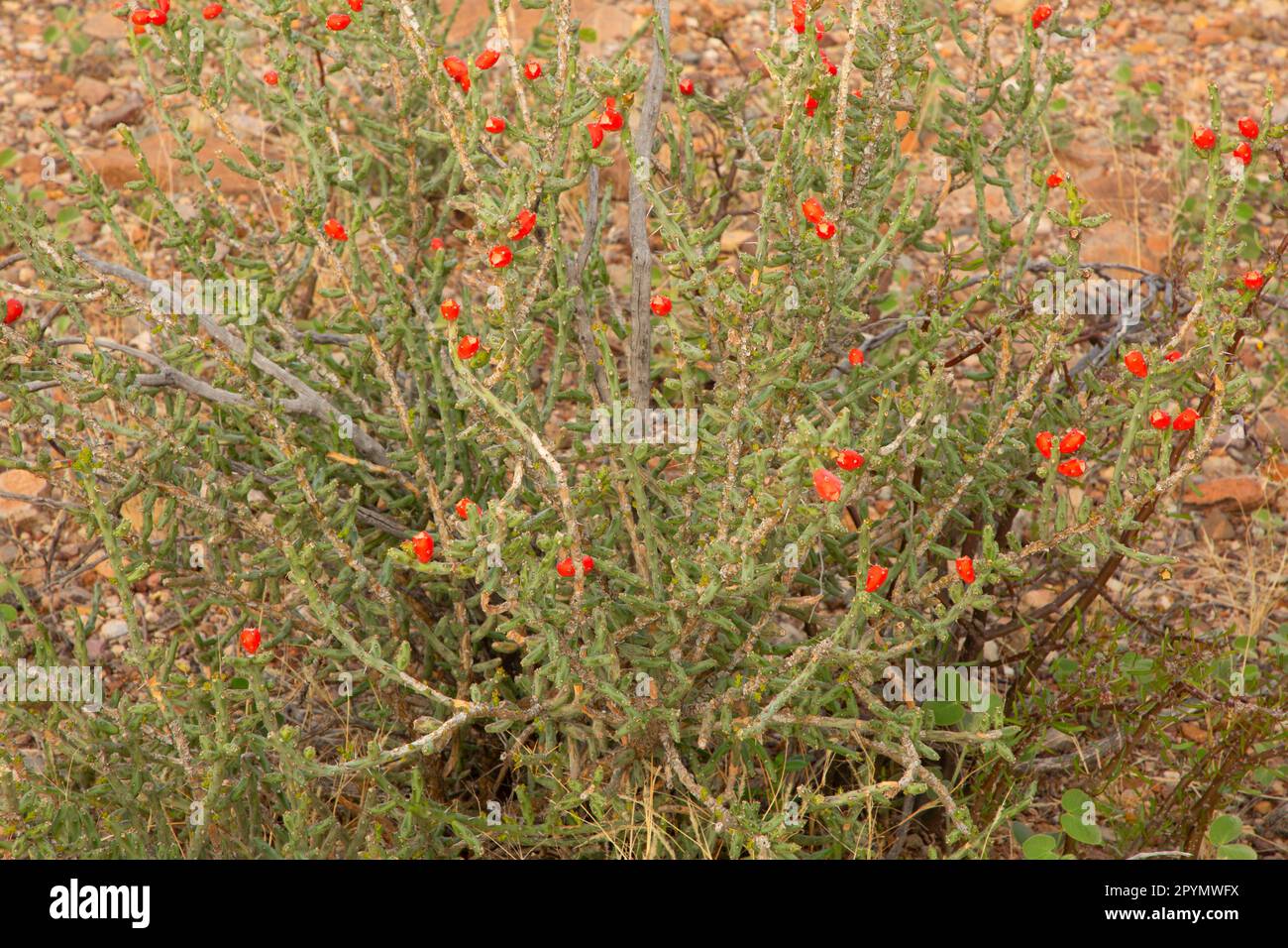 Pencil cholla along Mule Ears Spring Trail, Big Bend National Park ...