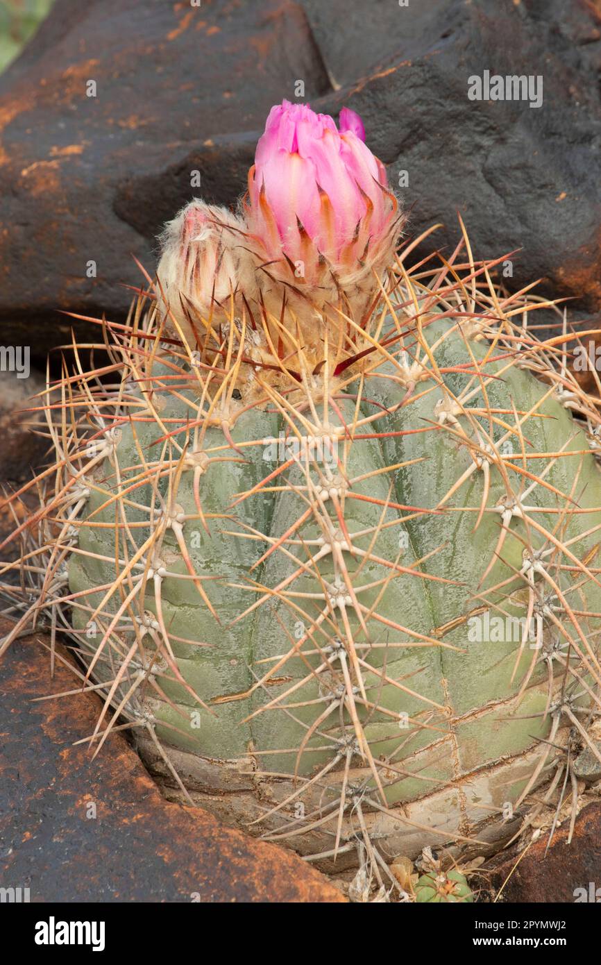 Turk's head cactus (Echinocactus horizonthalonius) along Mule Ears ...