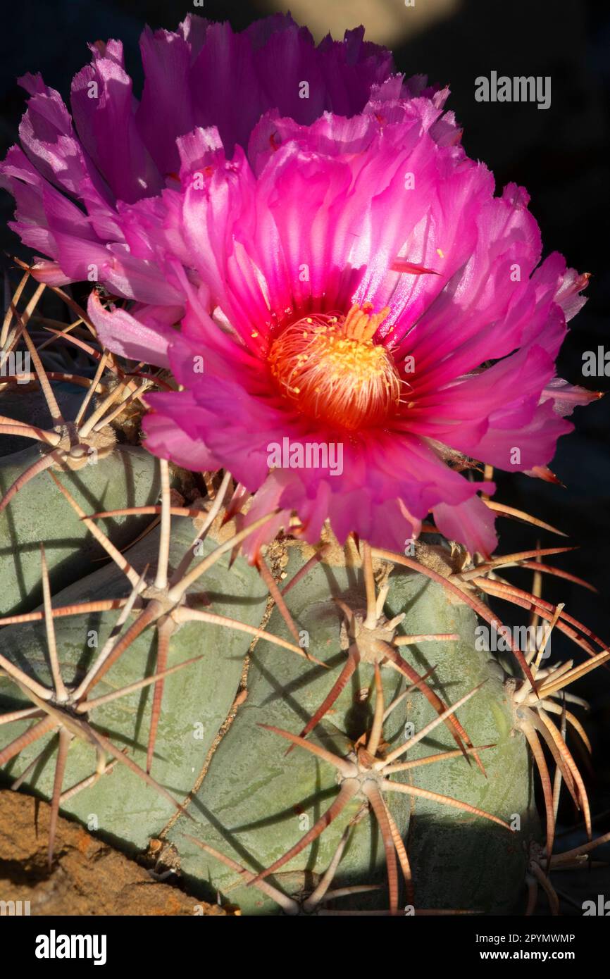 Turk's head cactus (Echinocactus horizonthalonius) in bloom, Big Bend ...