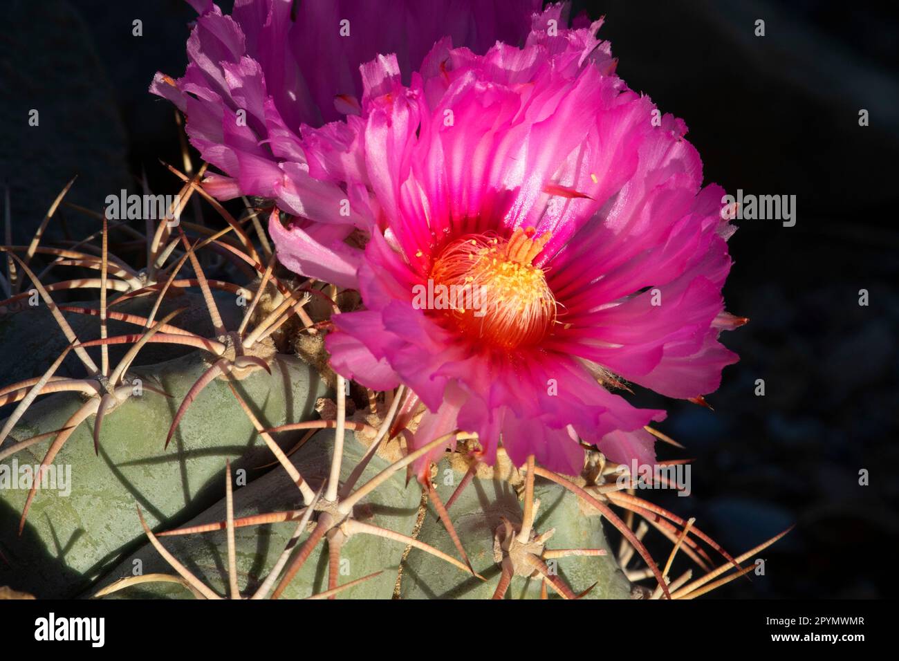 Turk's head cactus (Echinocactus horizonthalonius) in bloom, Big Bend ...
