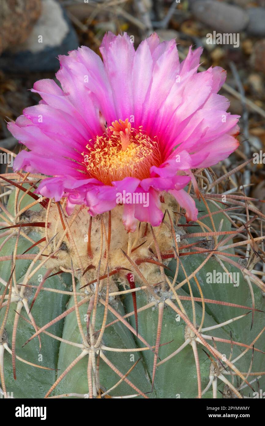 Turk's head cactus (Echinocactus horizonthalonius) in bloom, Big Bend ...