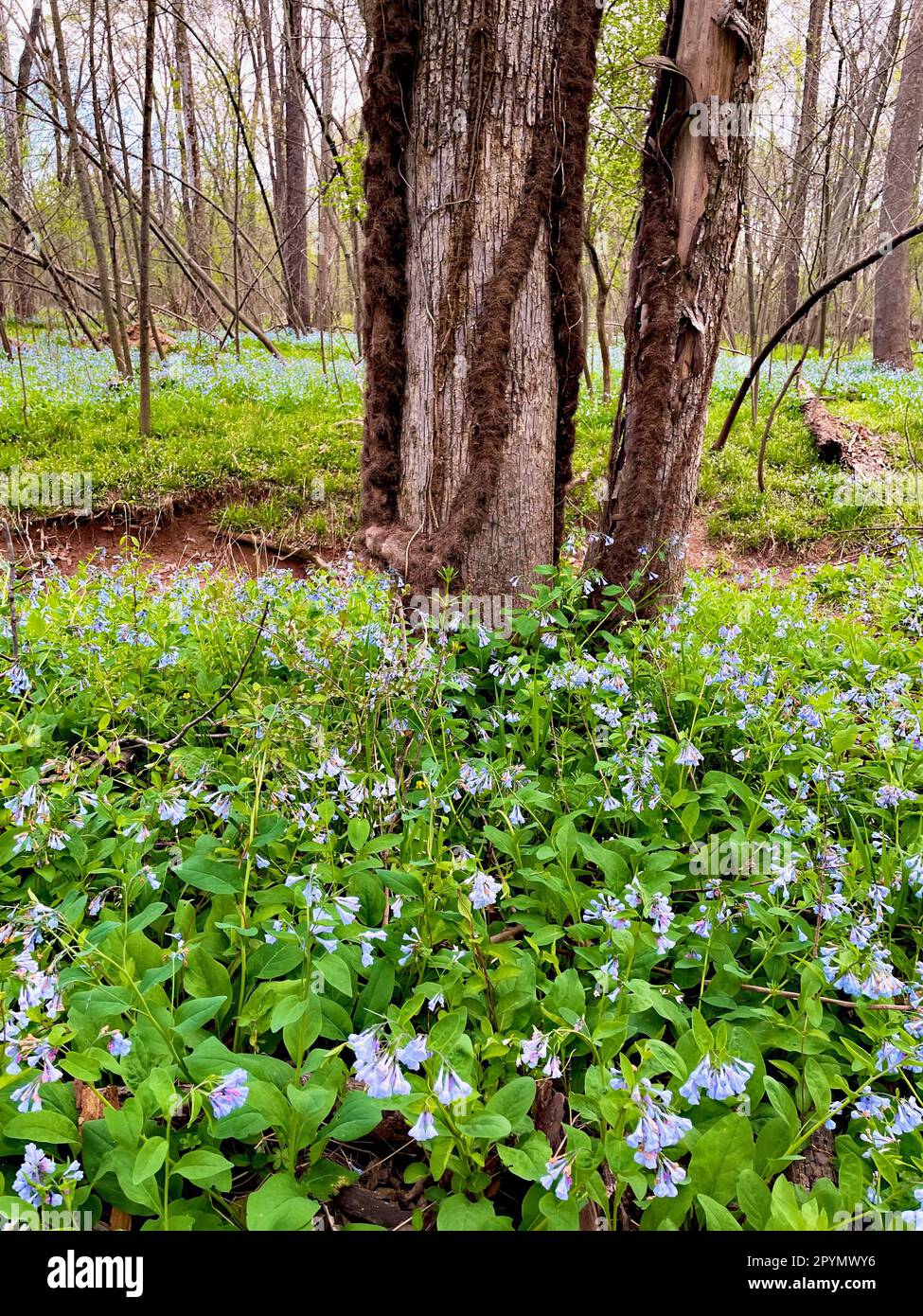 Poison ivy vine hi-res stock photography and images - Alamy
